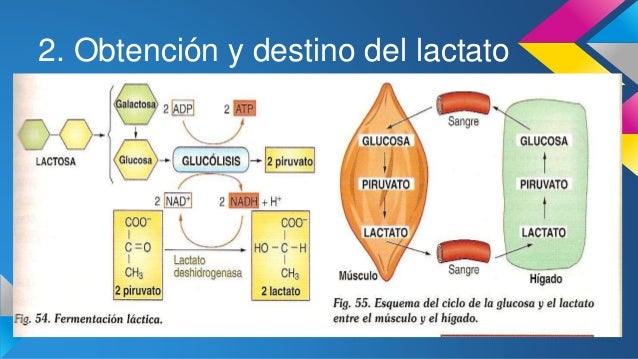 Acidosis lactica