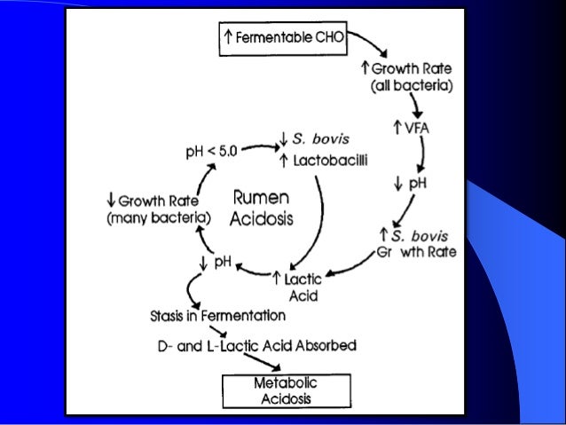 Acidosis ruminal