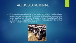 acidosis ruminal..pptx