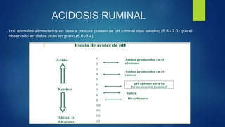acidosis ruminal..pptx