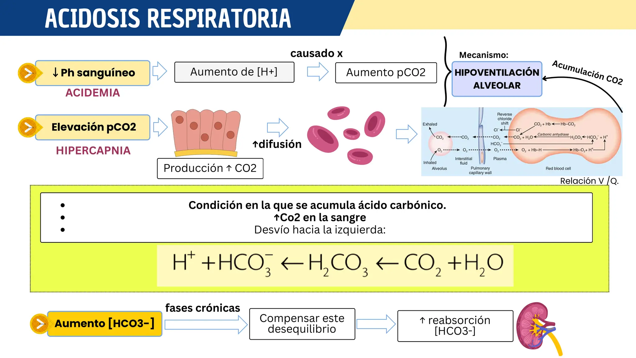 ACIDOSIS y ALCALOSIS RESPIRATORIA semiologia | PDF