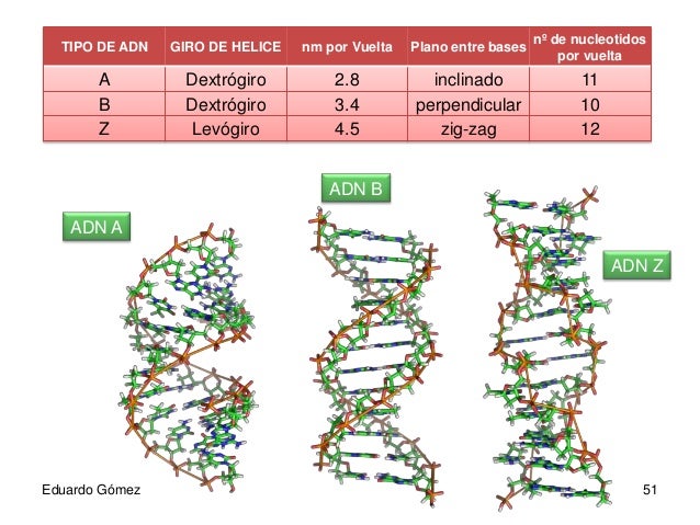 Acidos nucleicos