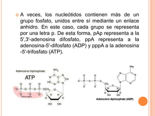 Acidos nucleicos | PPTX