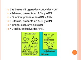 Acidos nucleicos | PPTX