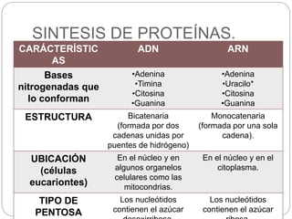 Ácidos nucleicos, Replicación y traducción. | PPTX