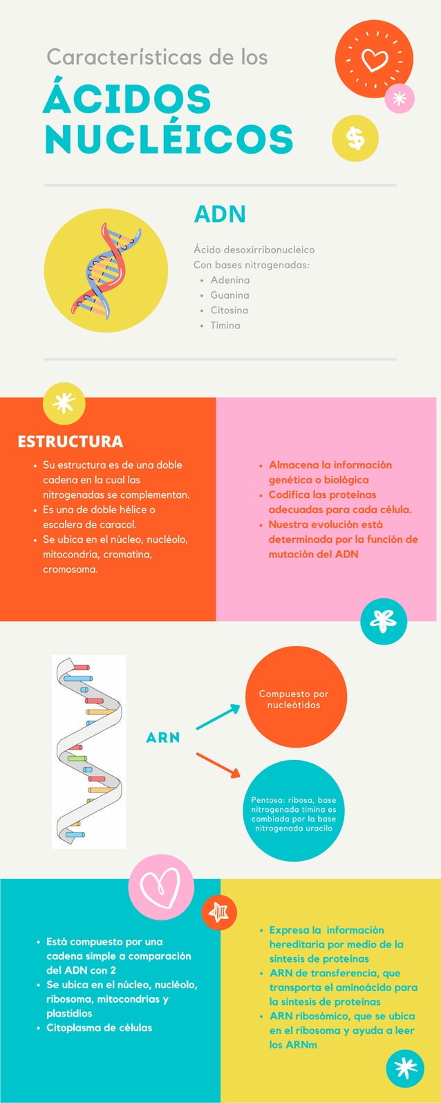 Características de los Ácidos Nucléicos - INFOGRAFÍA BIOLOGÍA