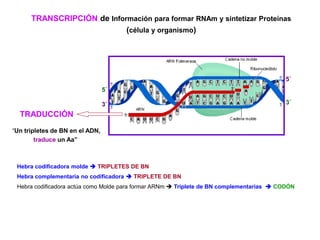 BIOLOGIA BIOQUIMICA ACIDOS NUCLEICOS | PPT