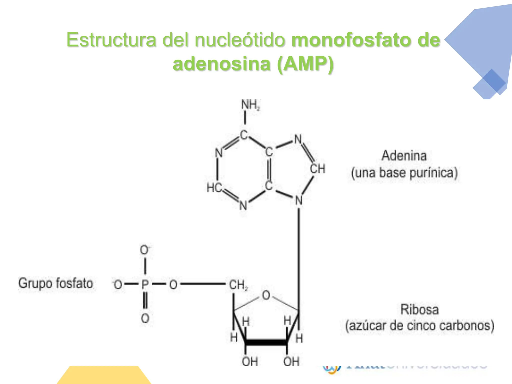 Acidos nucleicos presentacion ADN Y ARN.ppt