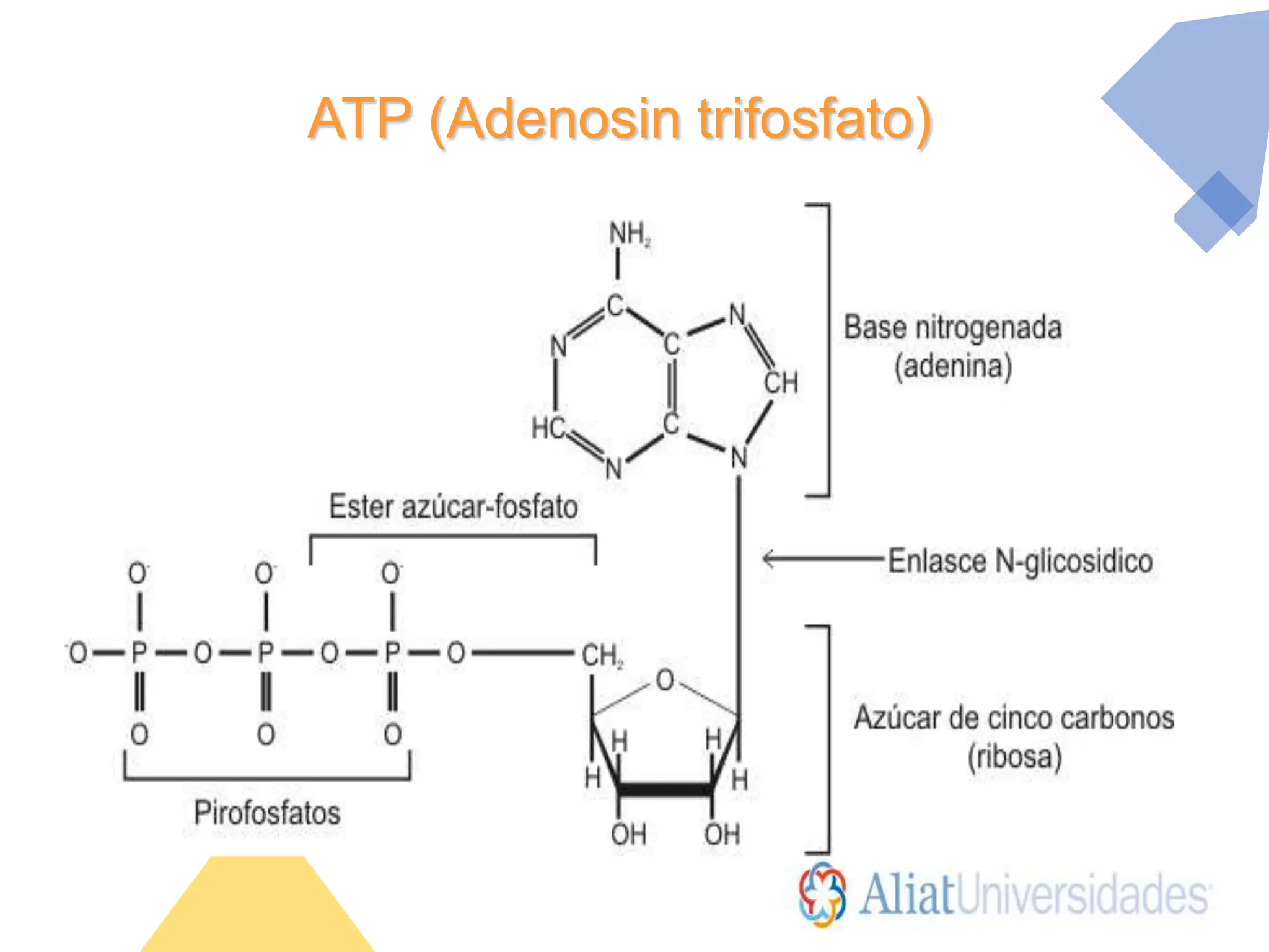 Acidos nucleicos presentacion ADN Y ARN.ppt