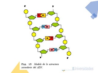 Acidos nucleicos presentacion ADN Y ARN.ppt