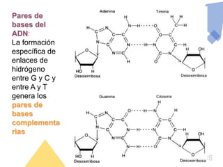 Acidos nucleicos presentacion ADN Y ARN.ppt