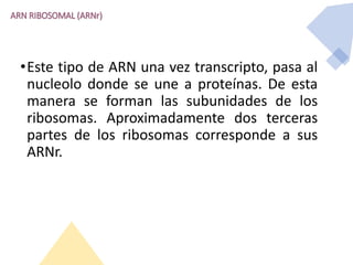 Acidos nucleicos presentacion ADN Y ARN.ppt