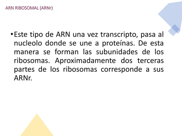 Acidos nucleicos presentacion ADN Y ARN.ppt