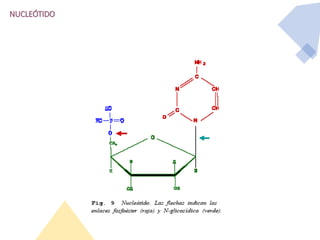 Acidos nucleicos presentacion ADN Y ARN.ppt