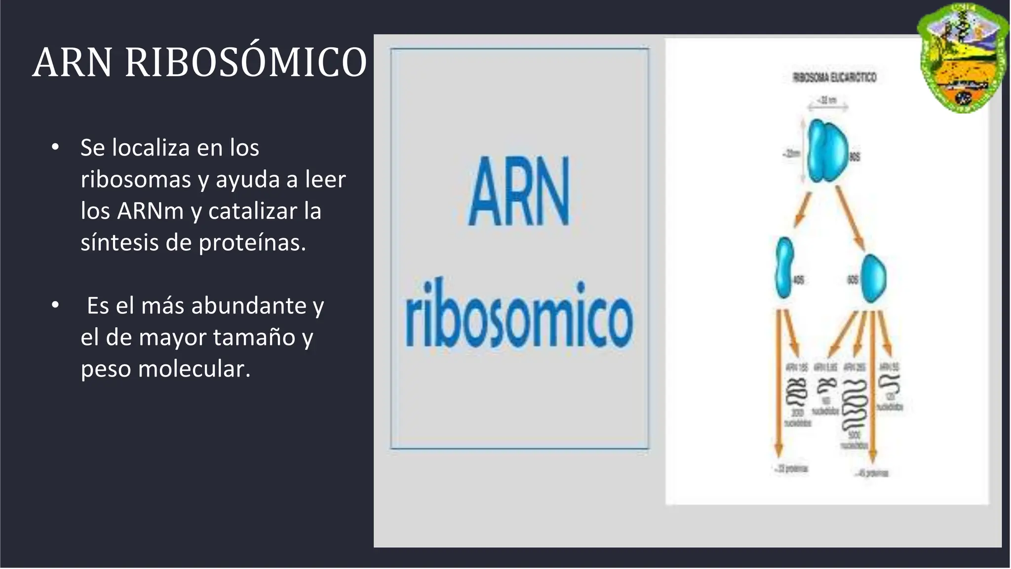 ACIDOS NUCLEICOS ESRUCTURA DEL ADN Y ARN (1).pptx