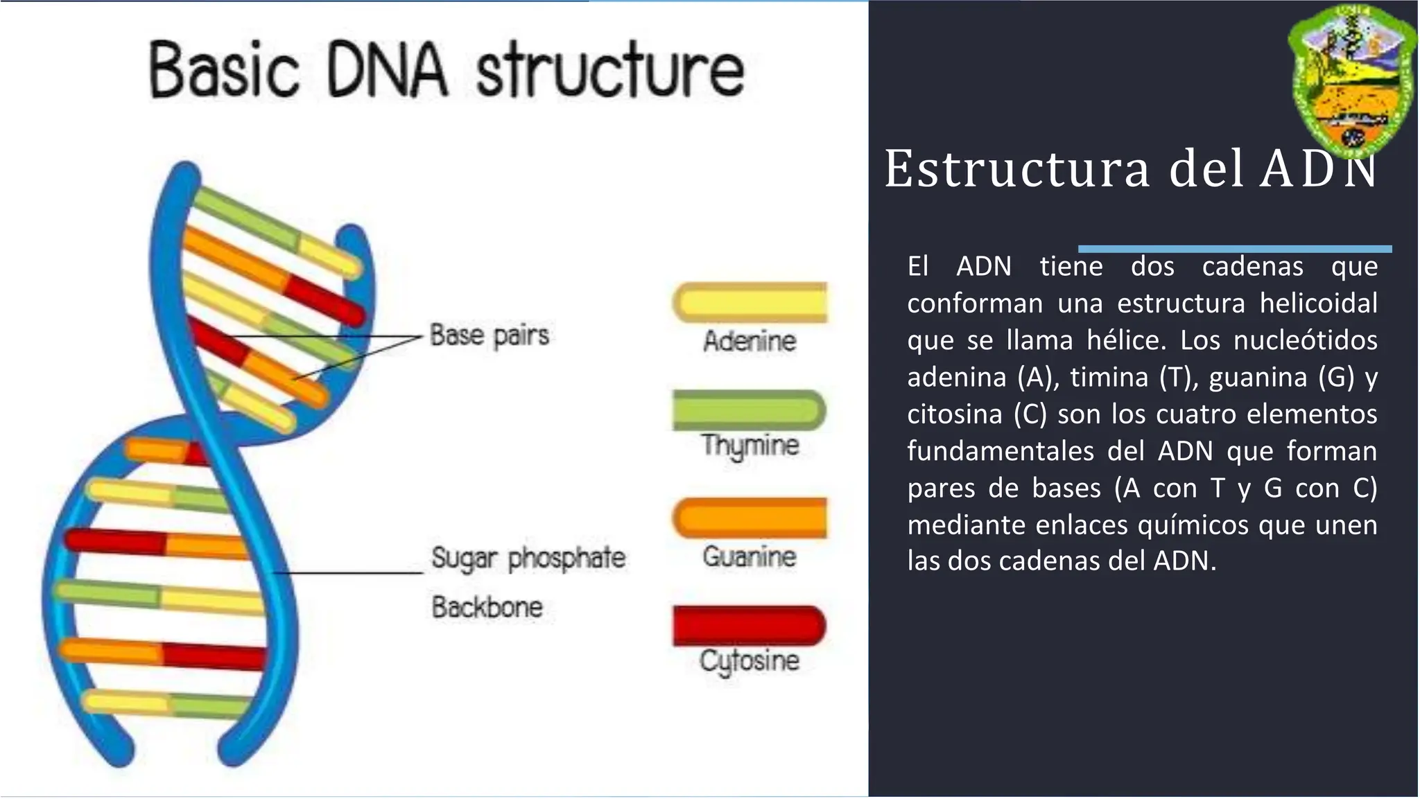 ACIDOS NUCLEICOS ESRUCTURA DEL ADN Y ARN (1).pptx