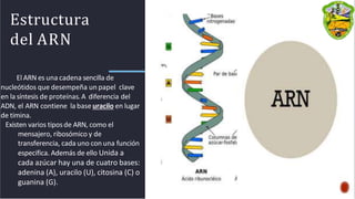 ACIDOS NUCLEICOS ESRUCTURA DEL ADN Y ARN (1).pptx
