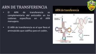 ACIDOS NUCLEICOS ESRUCTURA DEL ADN Y ARN (1).pptx