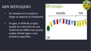 ACIDOS NUCLEICOS ESRUCTURA DEL ADN Y ARN (1).pptx