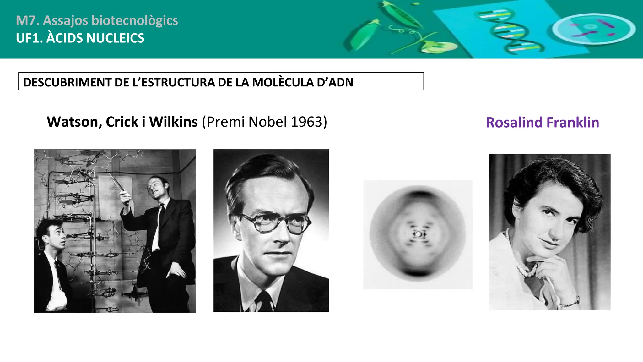 acidos nucleicos adn , replicacion, trasncripcion y tradiuccion | PPTX