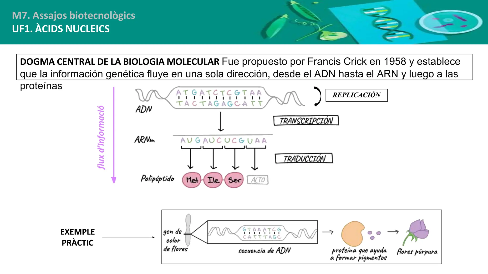 acidos nucleicos adn , replicacion, trasncripcion y tradiuccion | PPTX