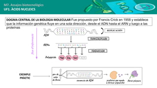 acidos nucleicos adn , replicacion, trasncripcion y tradiuccion | PPTX