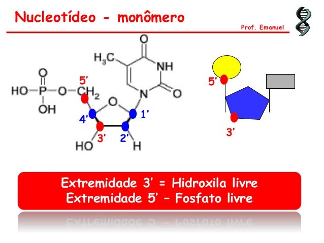 Nucleotídeos O Que é