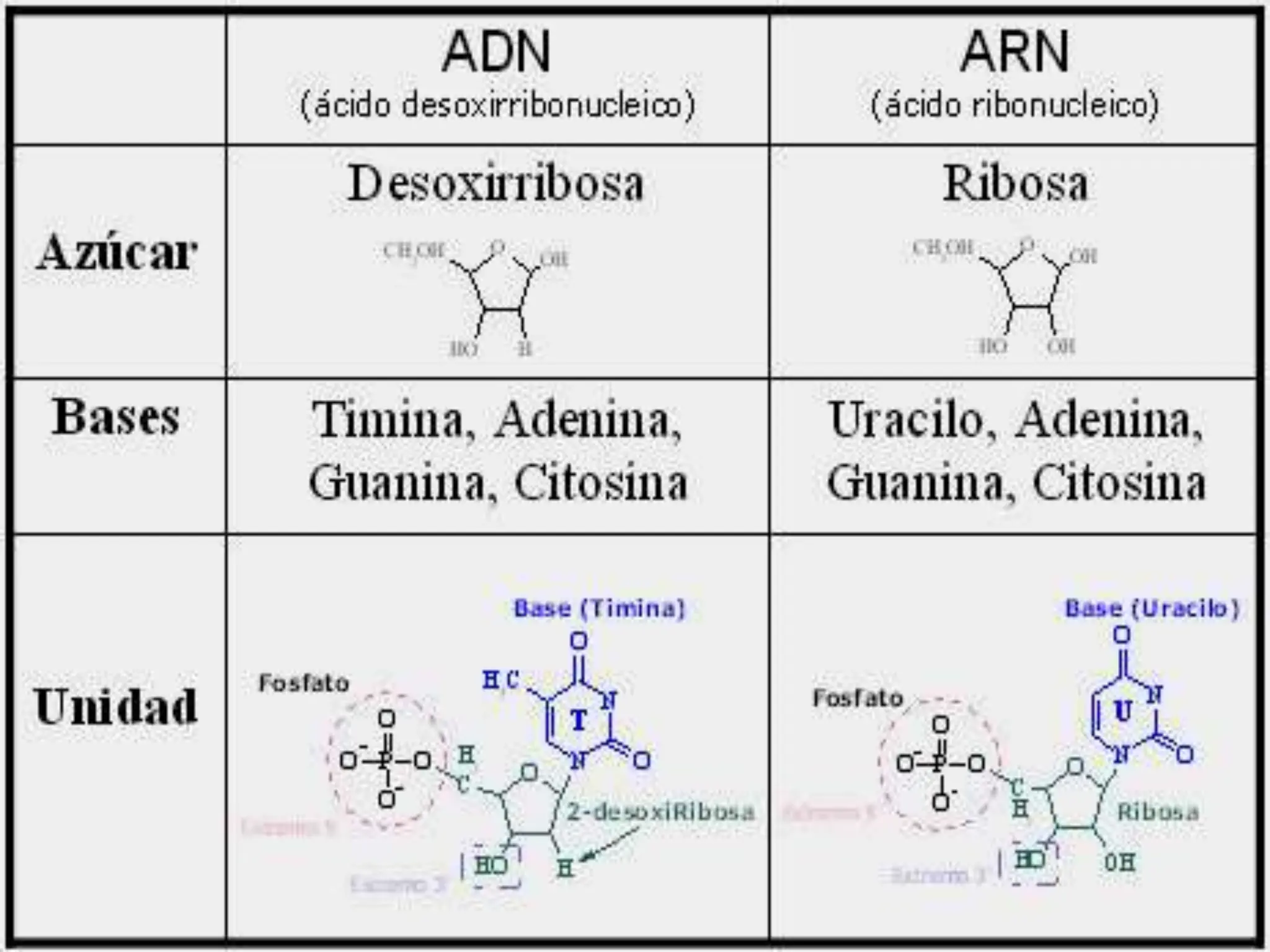 ACIDOS NUCLEICOS ADN Y ARN GENETICA Y BIOQUIMICA | PPT | Biological ...