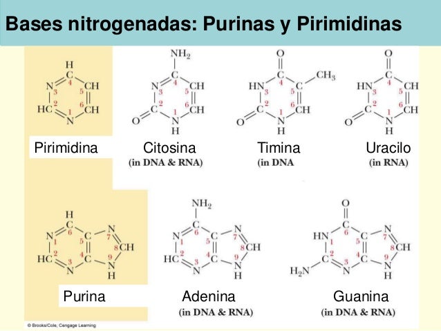 Acidos nucleicos