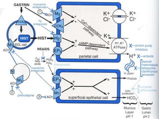 Acid peptic disease 1 | PPT