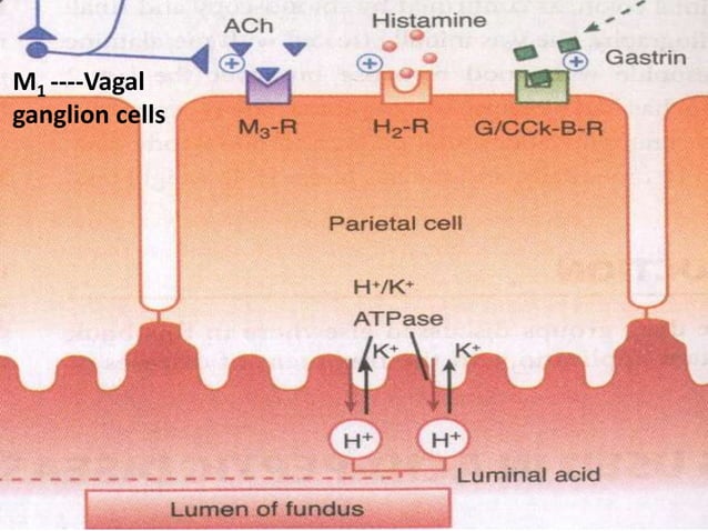 Acid peptic disease ppt pharmacology Git Disorders | PPTX | Digestive ...