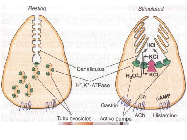 Acid peptic disease ppt pharmacology Git Disorders | PPTX | Digestive ...