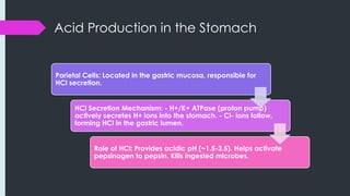 Acid Production in the Stomach HAP-II, UNIT- II | PPTX