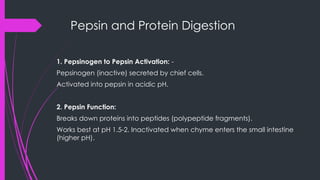Acid Production in the Stomach HAP-II, UNIT- II | PPTX