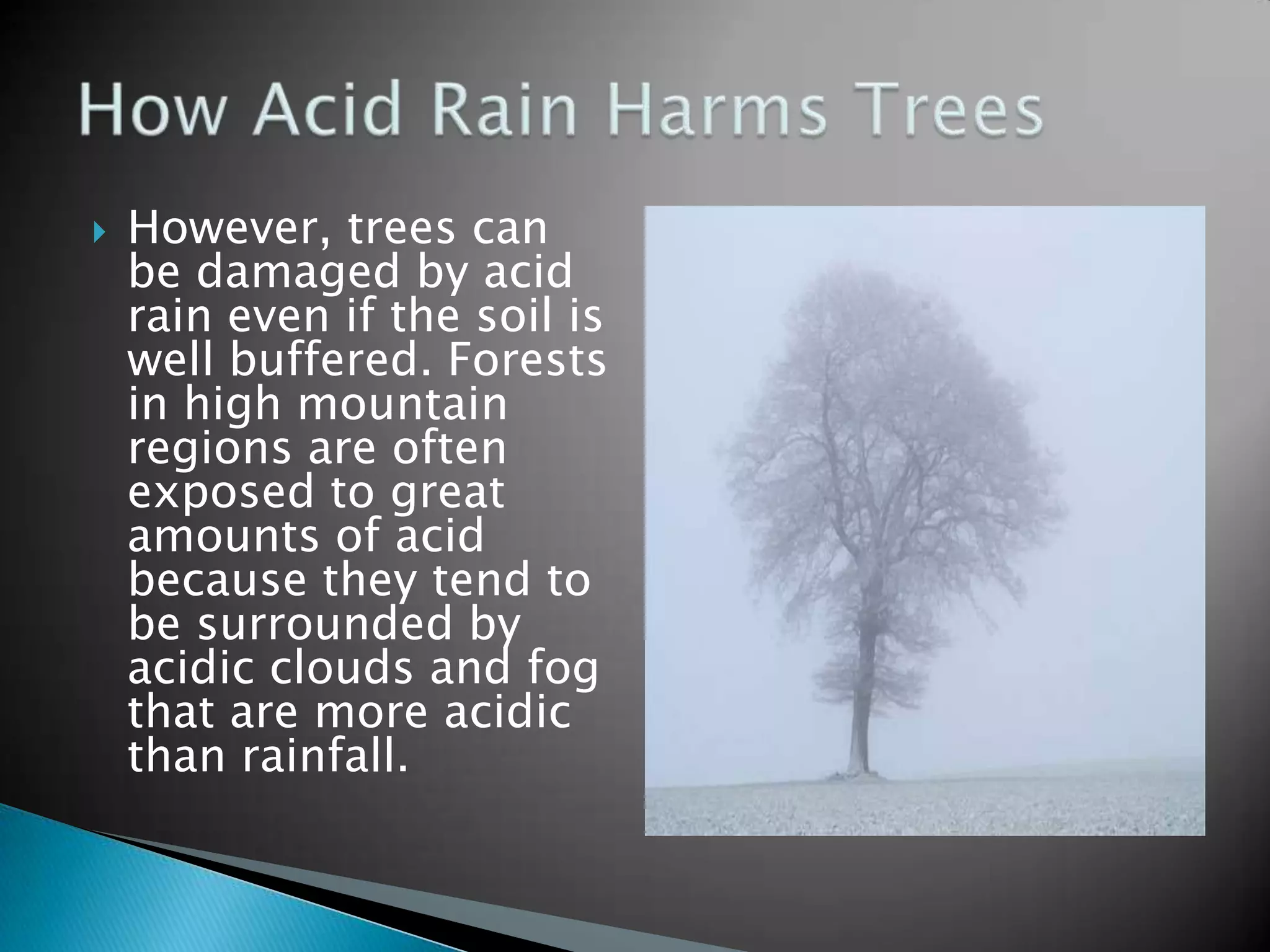 Acid Rain And Its Effects On Forestry | PPTX