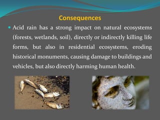 Acid rain | PPTX | Environment | Science