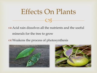 Effects Of Acid Rain On Plants