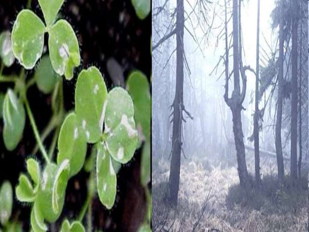 Acid Rain Ppt Pptx