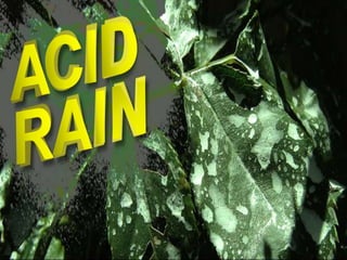 Effects Of Acid Rain On Plants