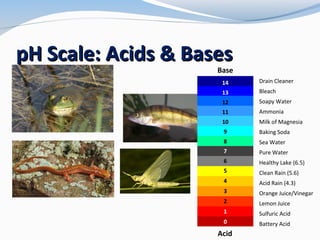 Acid Rain for 3rd & 4th Graders | PPT