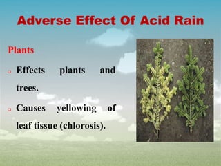 acid rain ppt.pptx
