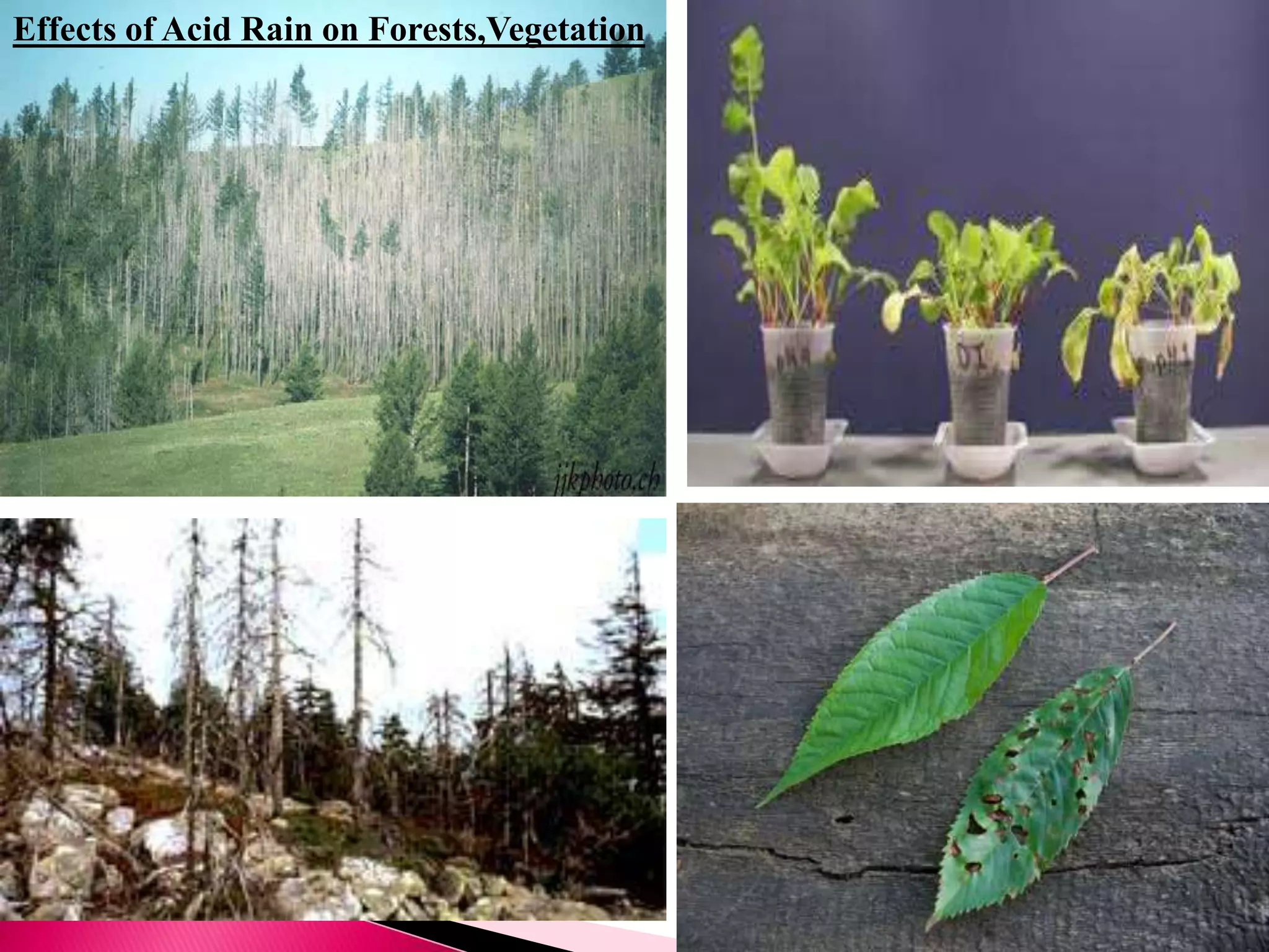 Acid rain and it's impacts on Environment | PPTX