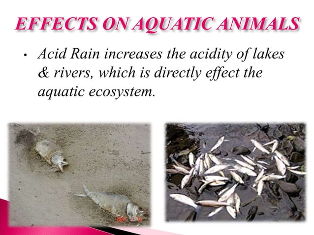 Acid rain and it's impacts on Environment | PPTX | Environment | Science