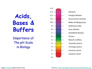 Acids-Bases-Buffers-pH-VCBCct.pptx
