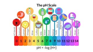 Acids and bases and their theories, pH measurement | PPT