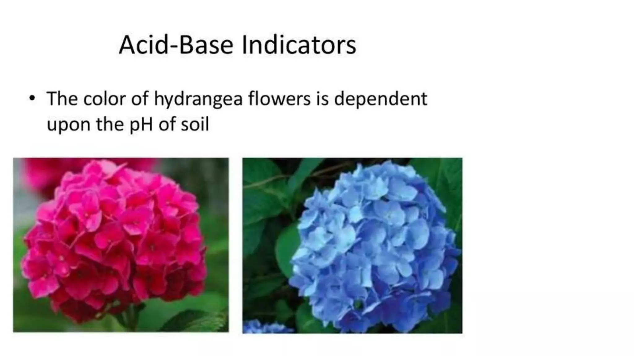 acids and bases final.pptx