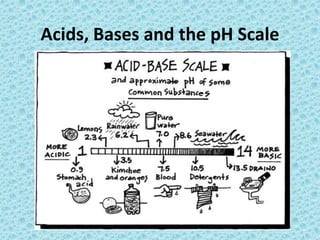 Acids, bases and the p h scale | PPTX