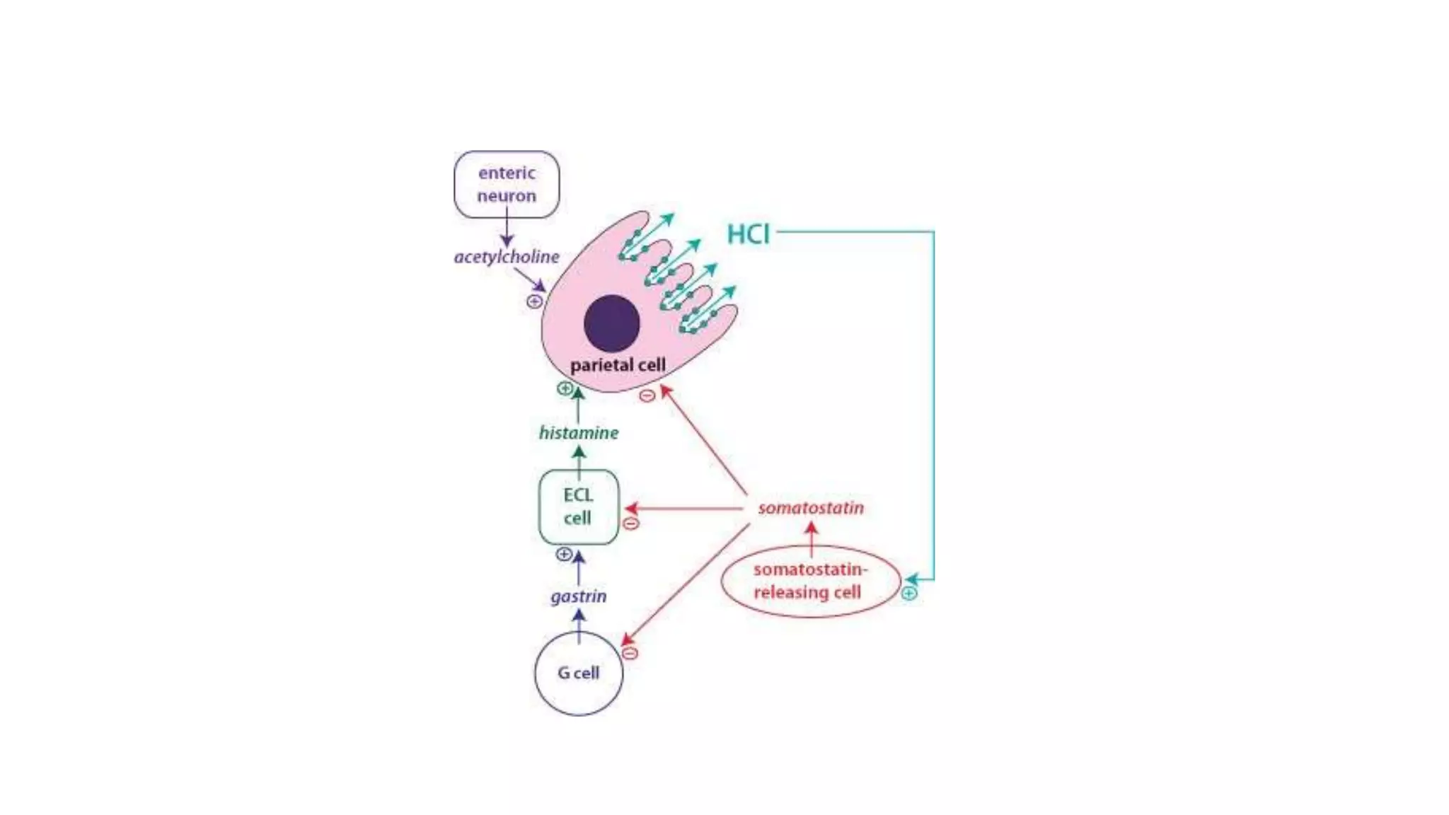 ACID SECRETION (1).pptx