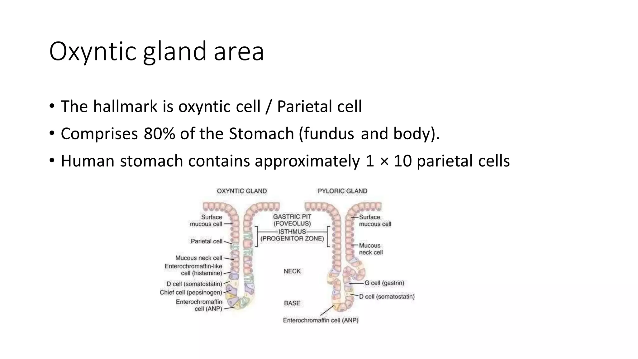 ACID SECRETION (1).pptx | Digestive Disorders | Diseases and Conditions