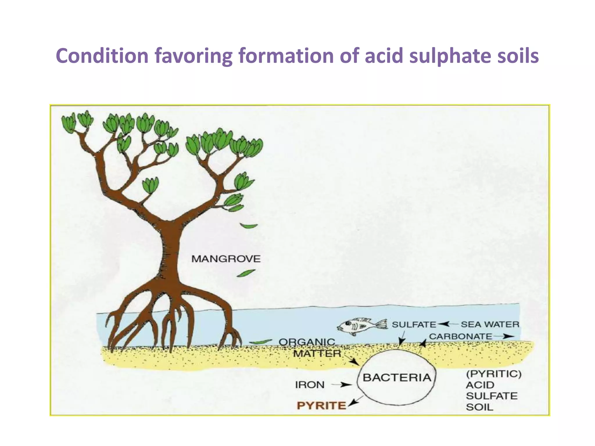 Acid SO4 soil.ppt